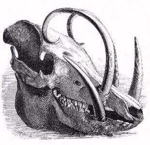 Historia del cerdo, marrano, cochino, puerco o chancho y jabalíes ...